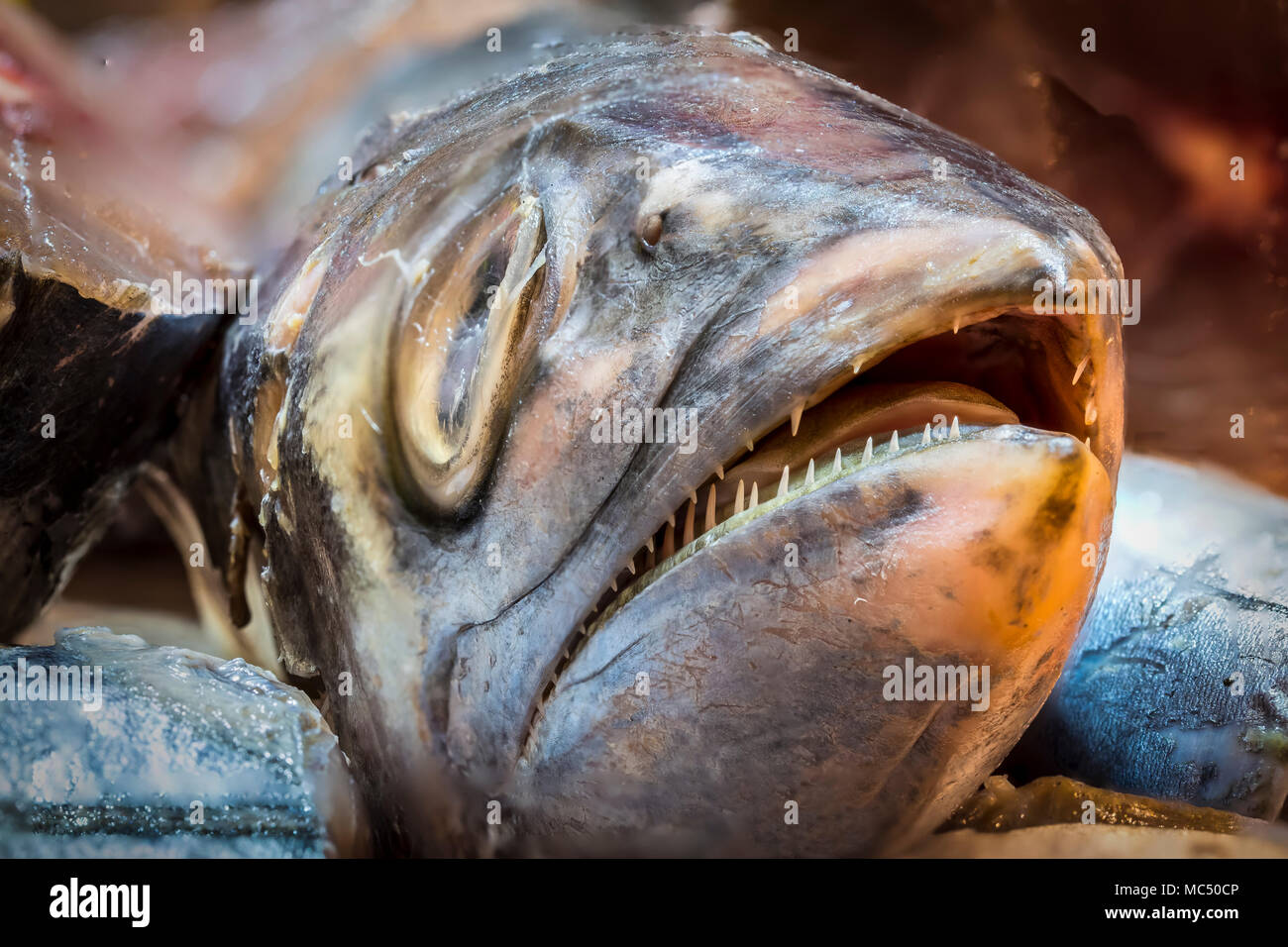 Curry cut king fish with head Stock Photo - Alamy