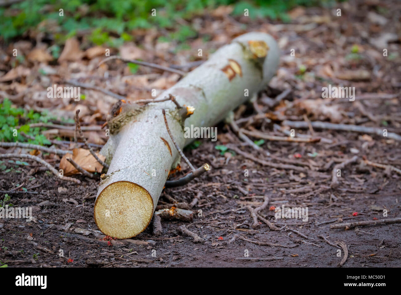 A cut piece of timber Stock Photo - Alamy