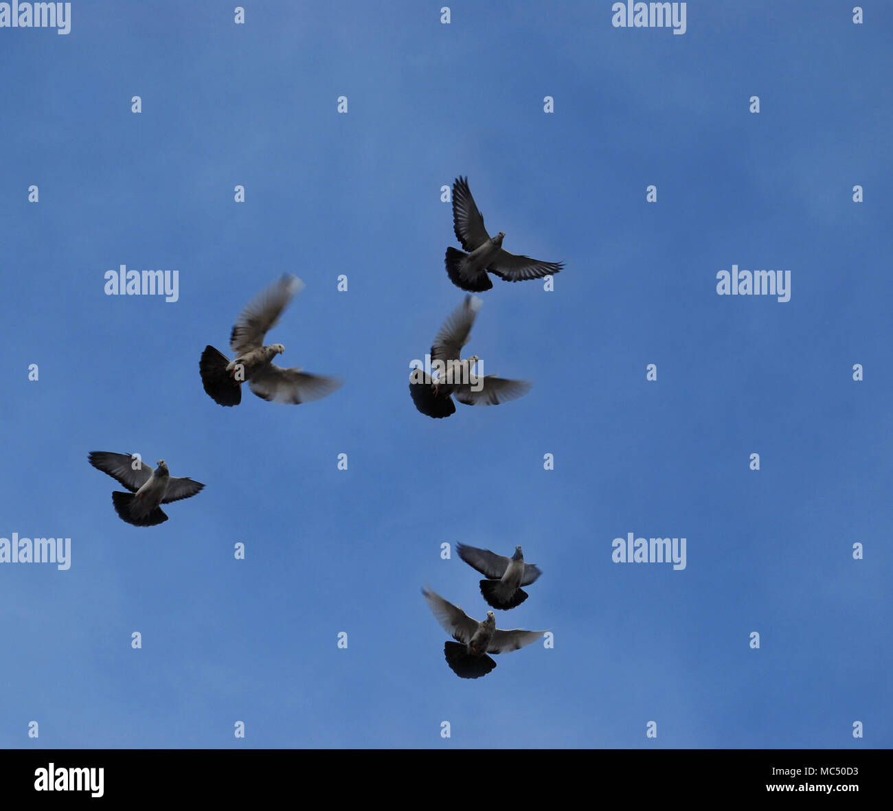 Flock birds pigeons flying circling hi-res stock photography and images ...