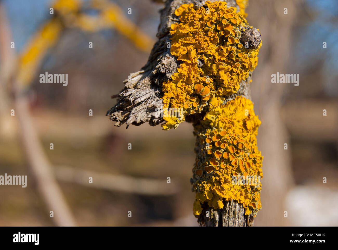 Yellow lichen on old tree branch Stock Photo - Alamy