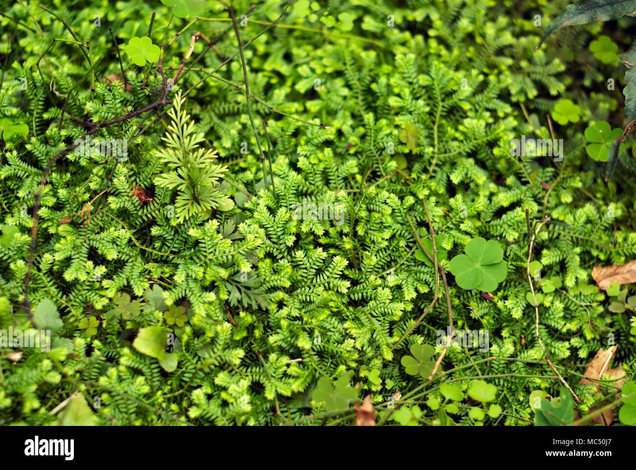 natural background - green undergrowth of several kinds of small ferns ...