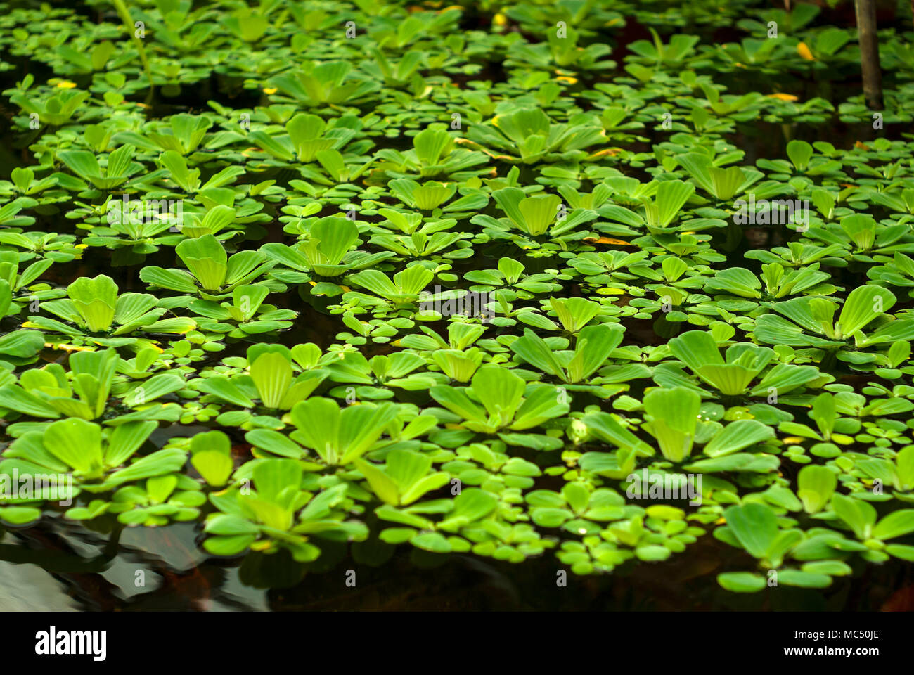 water cabbage (Pistia stratiotes, water lettuce, Nile cabbage, or ...