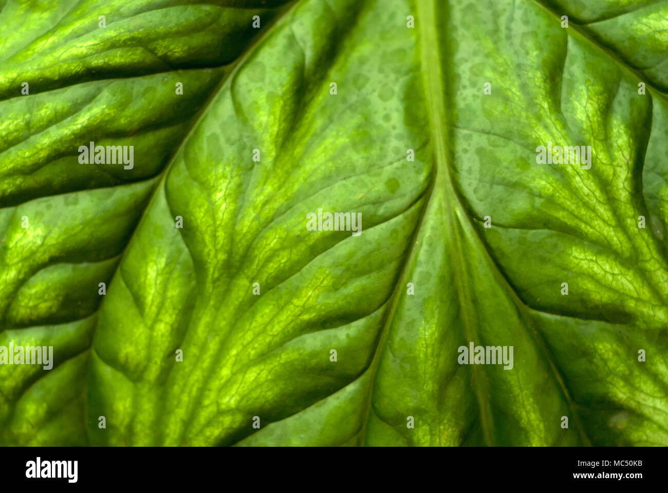 green natural background, texture - a wide leaf surface of a tropical ...