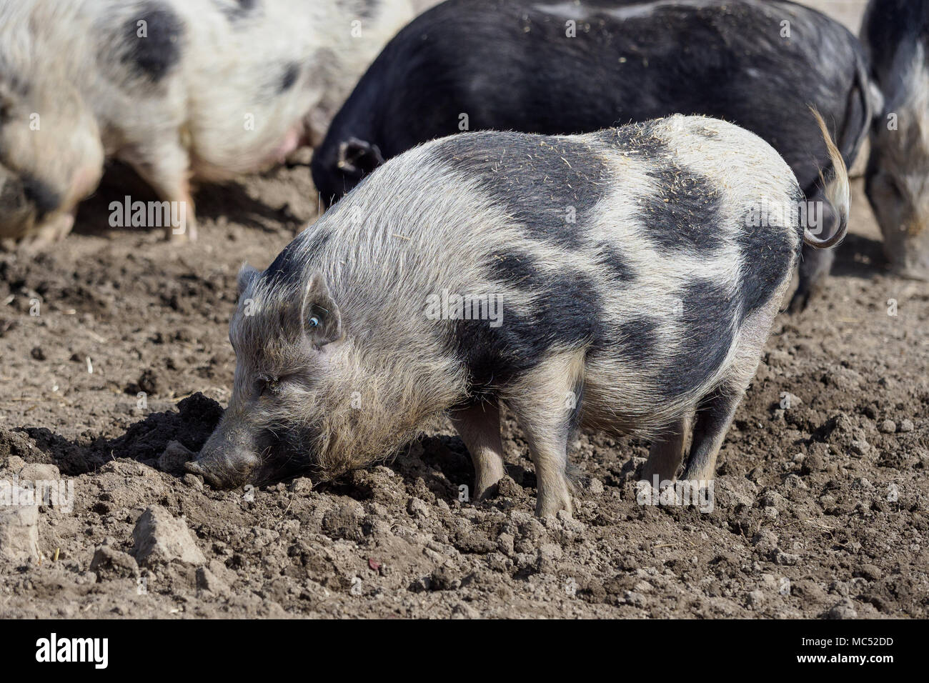 Sus scrofa domestica hi-res stock photography and images - Alamy