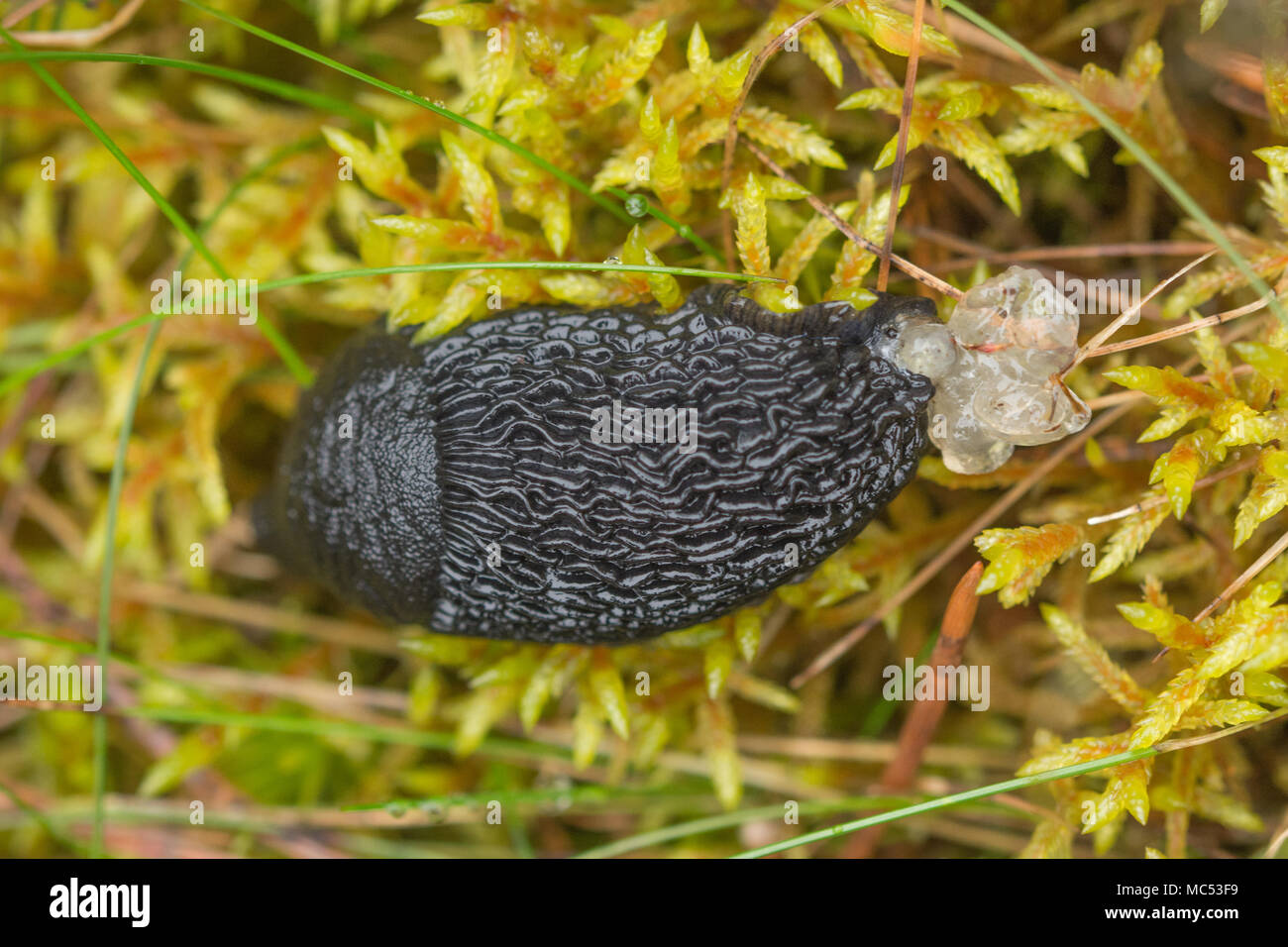 Slug eggs hi-res stock photography and images - Alamy