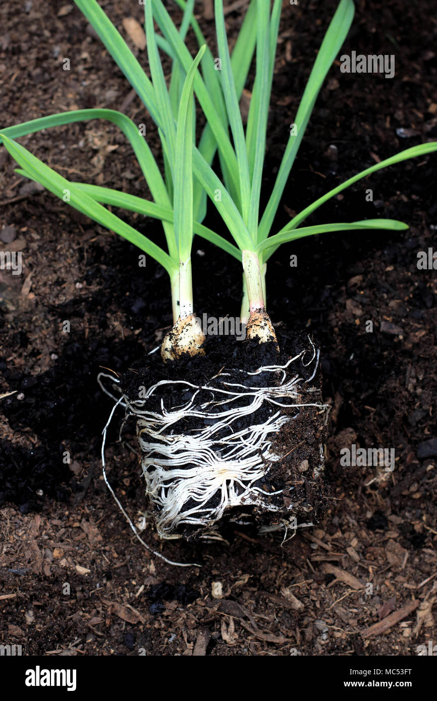 Garlic Seedlings