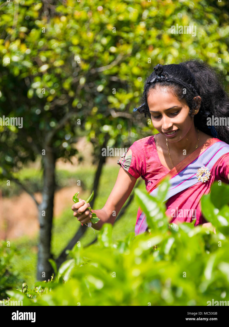 Tea plantation worker hi-res stock photography and images - Alamy