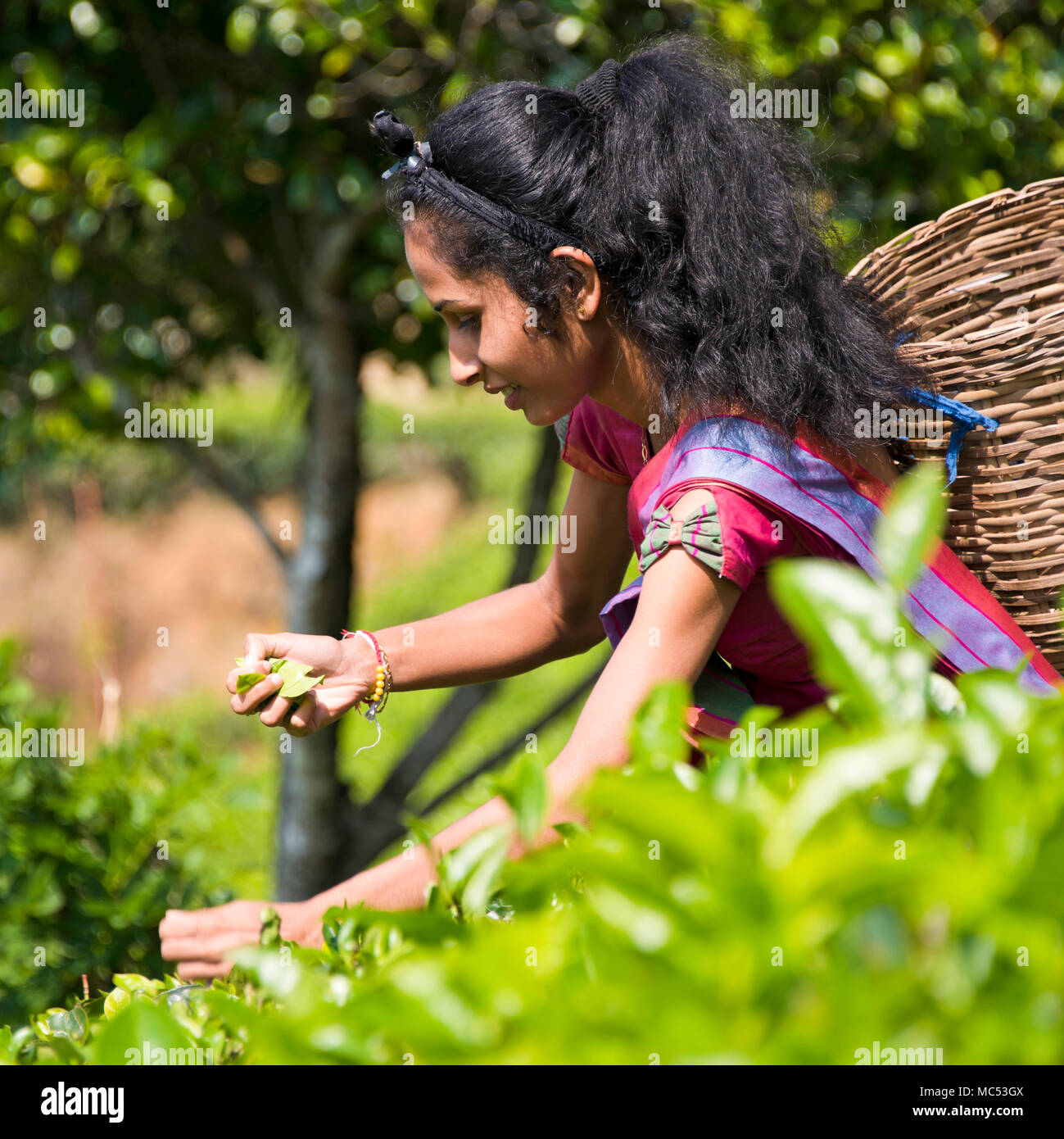 Square portrait of a lady picking tea leaves at a tea plantation in Nuwara Eliya, Sri Lanka ...