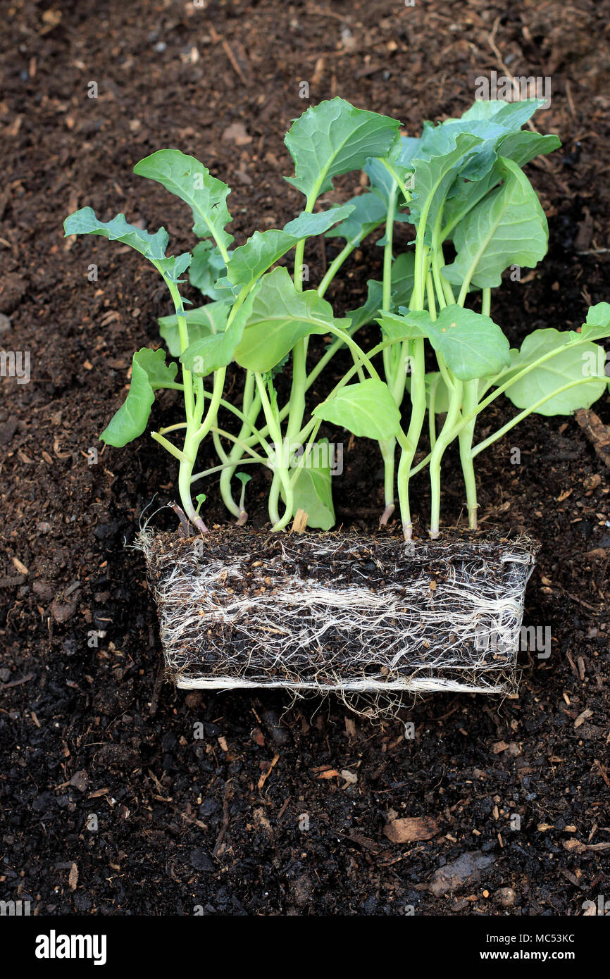 Young broccoli plants hi-res stock photography and images - Alamy