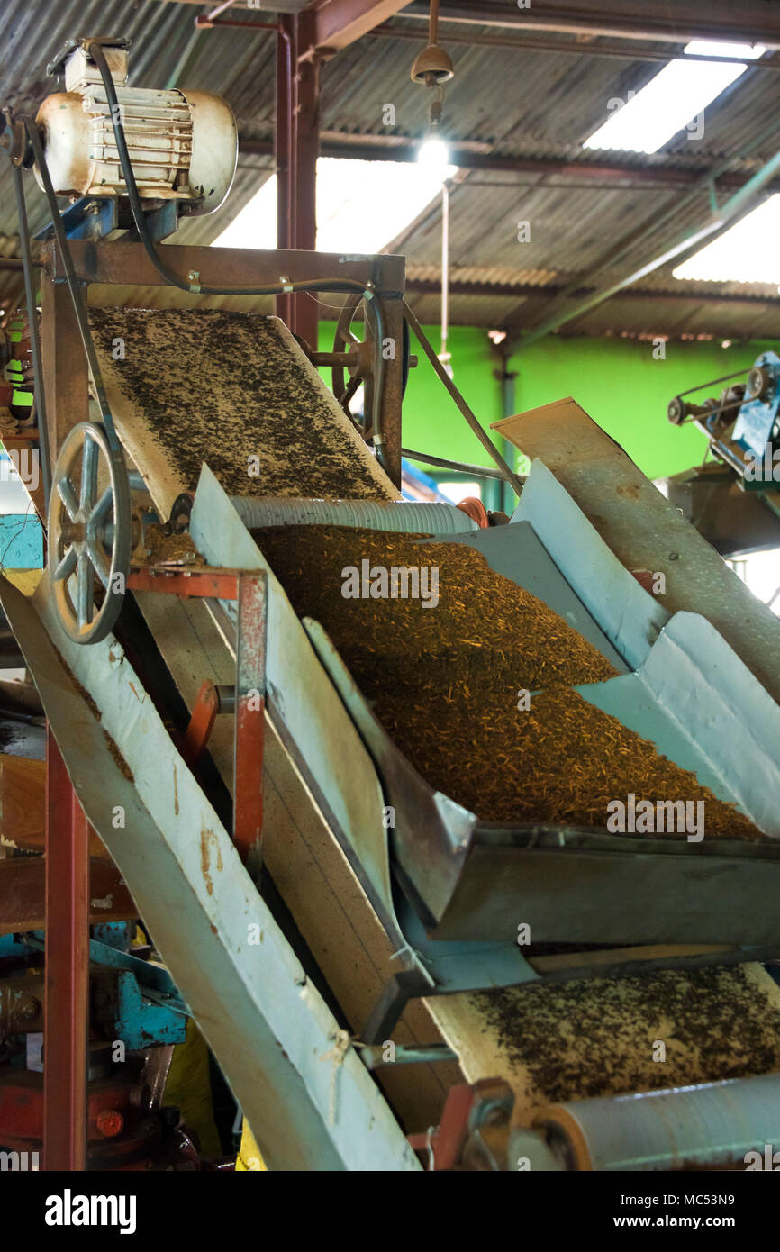 Conveyor belt tea factory hi-res stock photography and images - Alamy