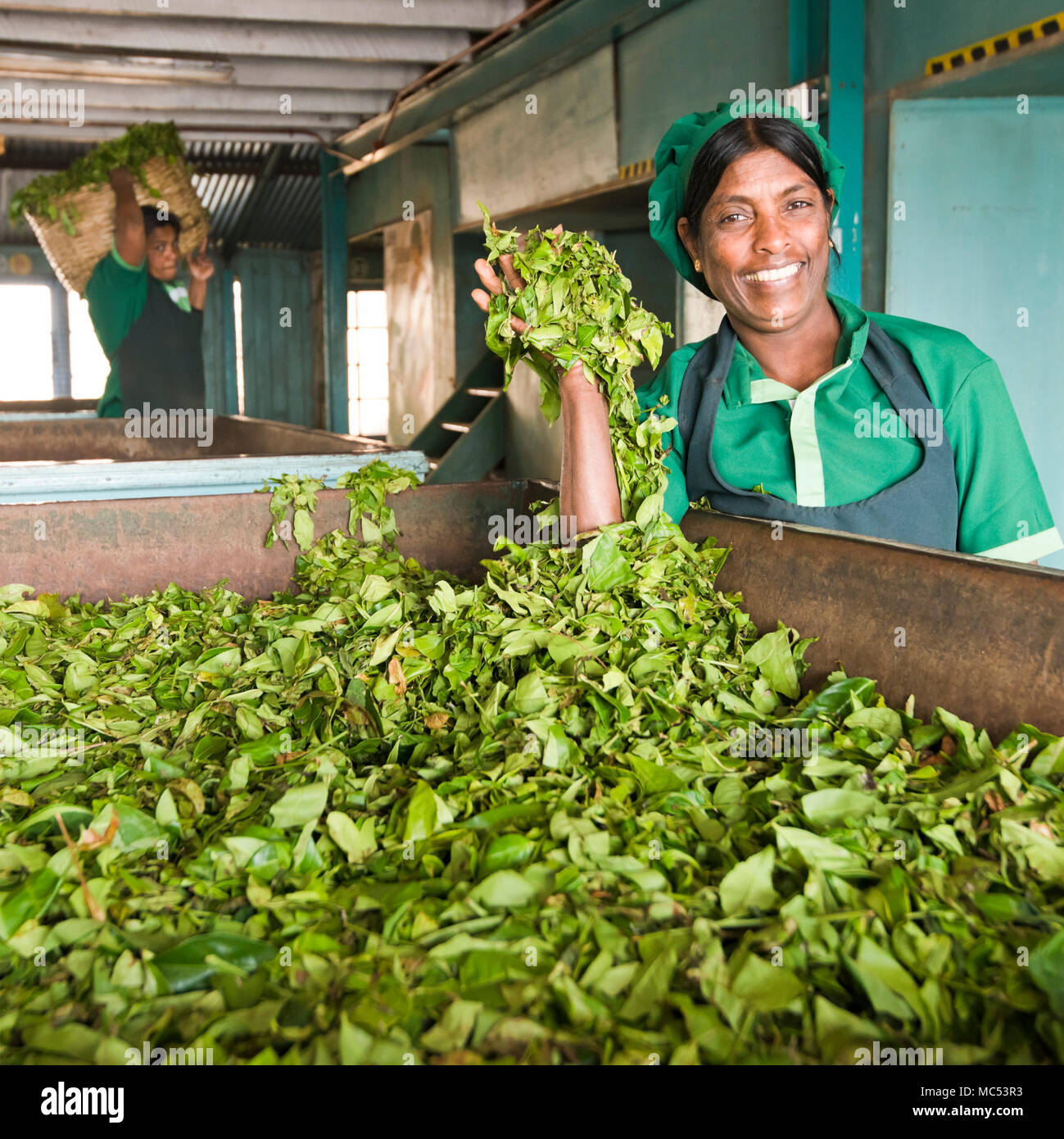 Tea leaves drying sri lanka hi-res stock photography and images - Alamy