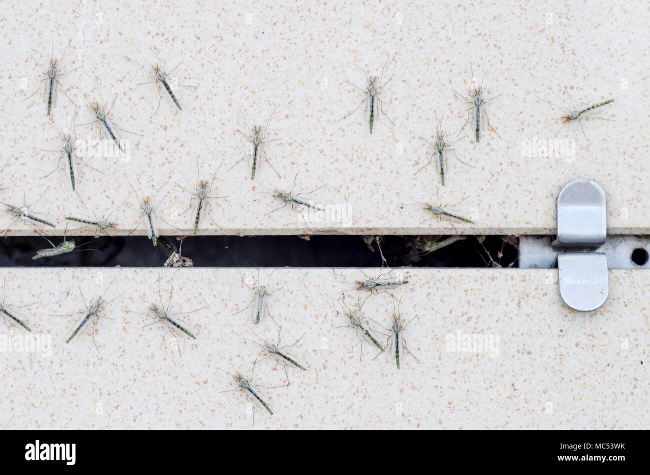 A flock of insects close-up on the wall of a house Stock Photo - Alamy