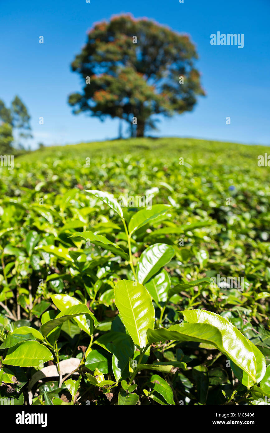 Tea bush leaves on hilly hi-res stock photography and images - Alamy
