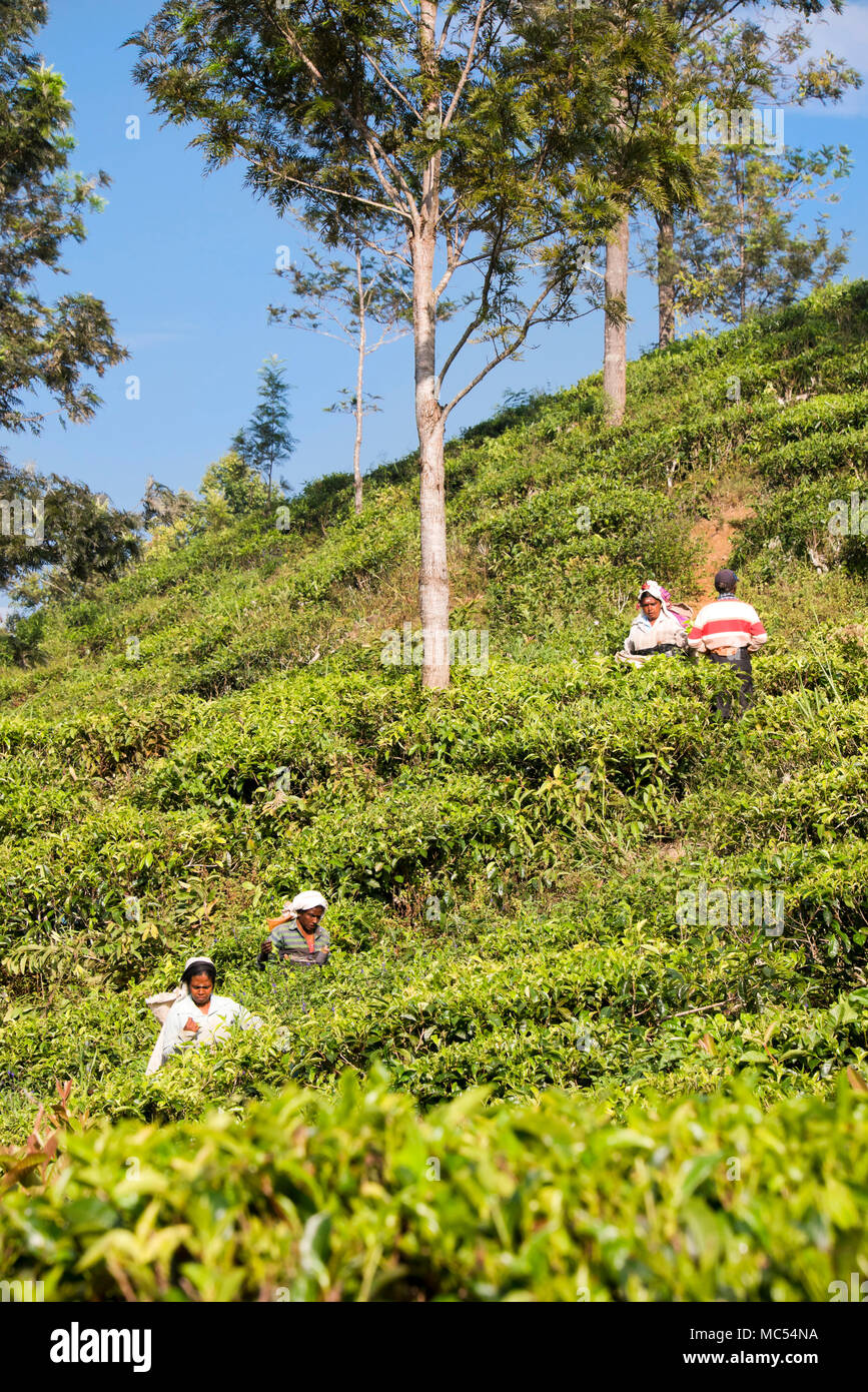 Women workers collecting tea leaves hi-res stock photography and images ...