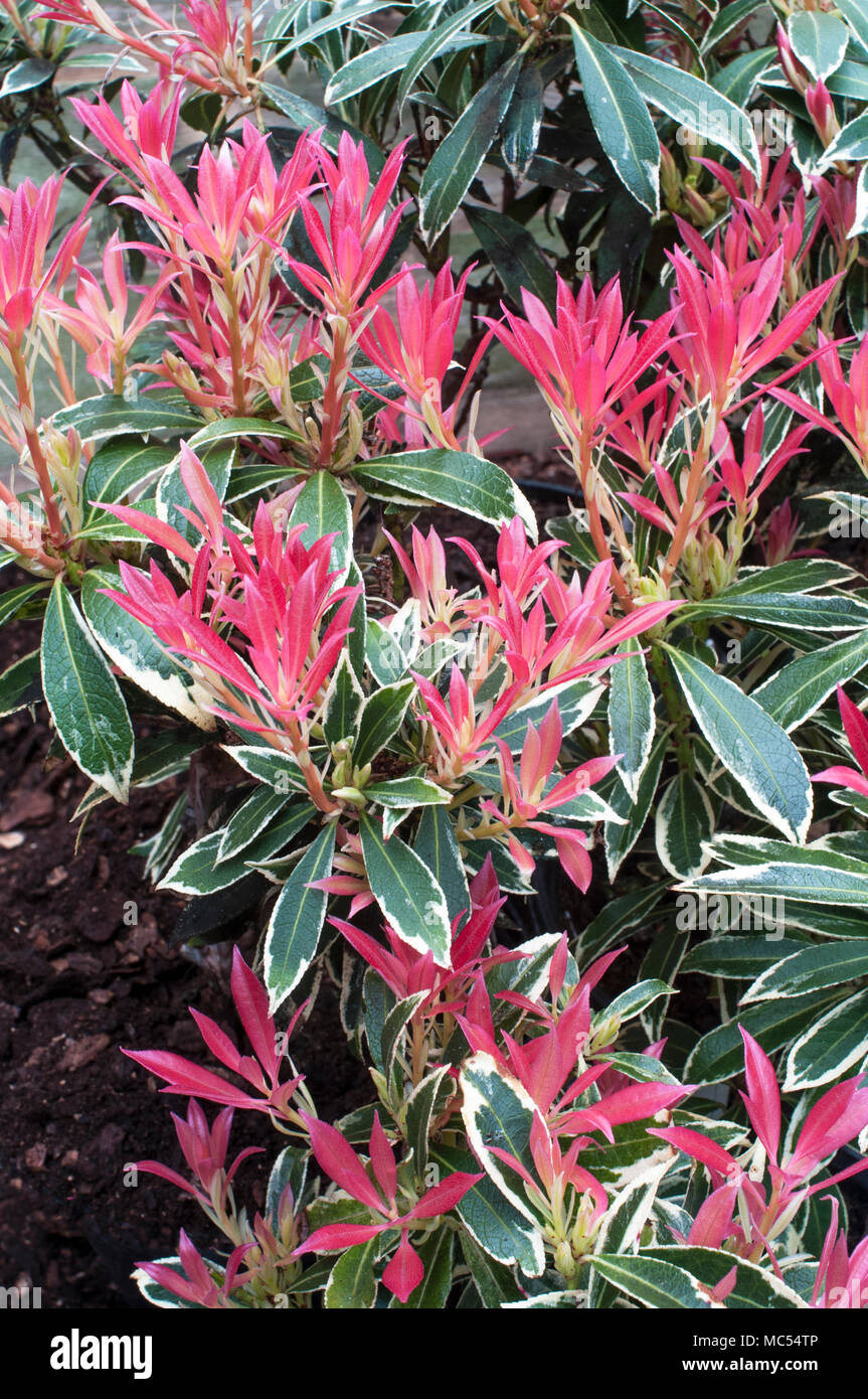 New young red foliage on Pieris Flaming Silver in mid to late spring ...