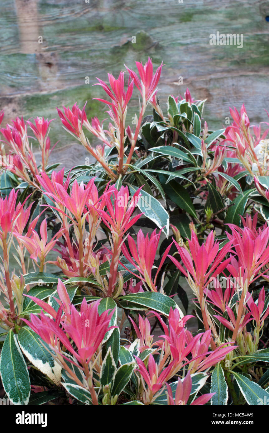 Evergreen foliage silver variegated hi-res stock photography and images ...