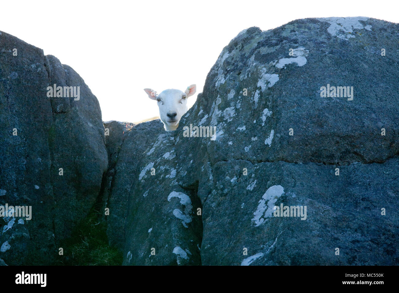 A Sheep peering over rocks looking at the camera Stock Photo - Alamy