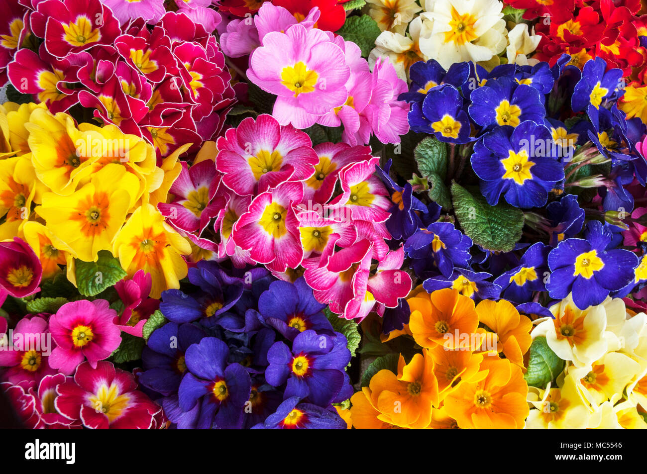 Mixed colours polyanthus hi-res stock photography and images - Alamy
