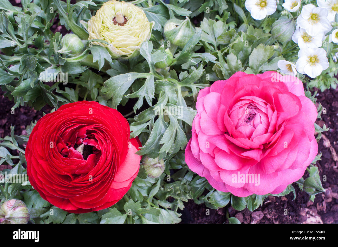 Ranunculus (Magic Mixed), part of the Buttercup family flowering early ...