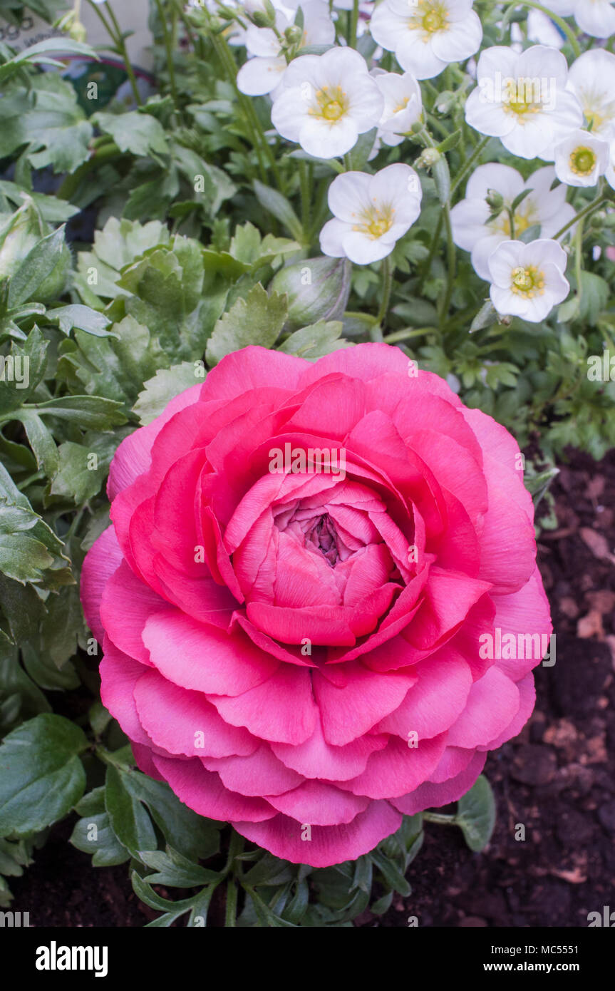 Ranunculus (Magic Mixed), part of the Buttercup family flowering early ...