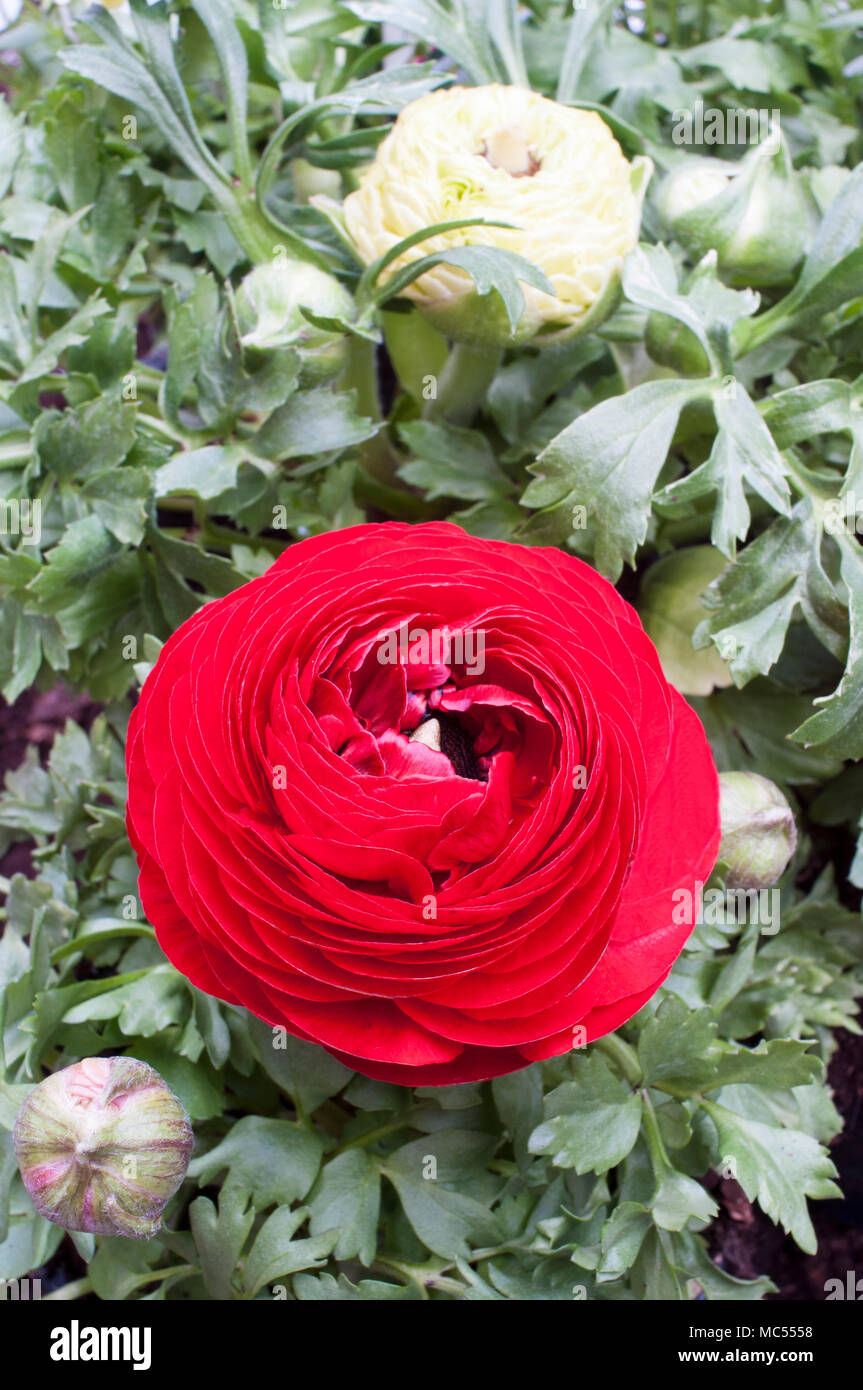 Ranunculus (Magic Mixed), part of the Buttercup family flowering early ...