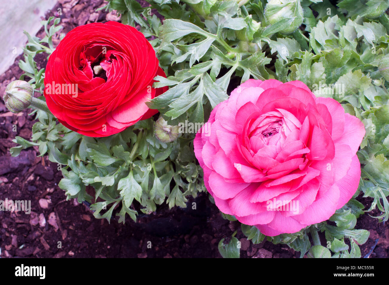 Ranunculus (Magic Mixed), part of the Buttercup family flowering early ...