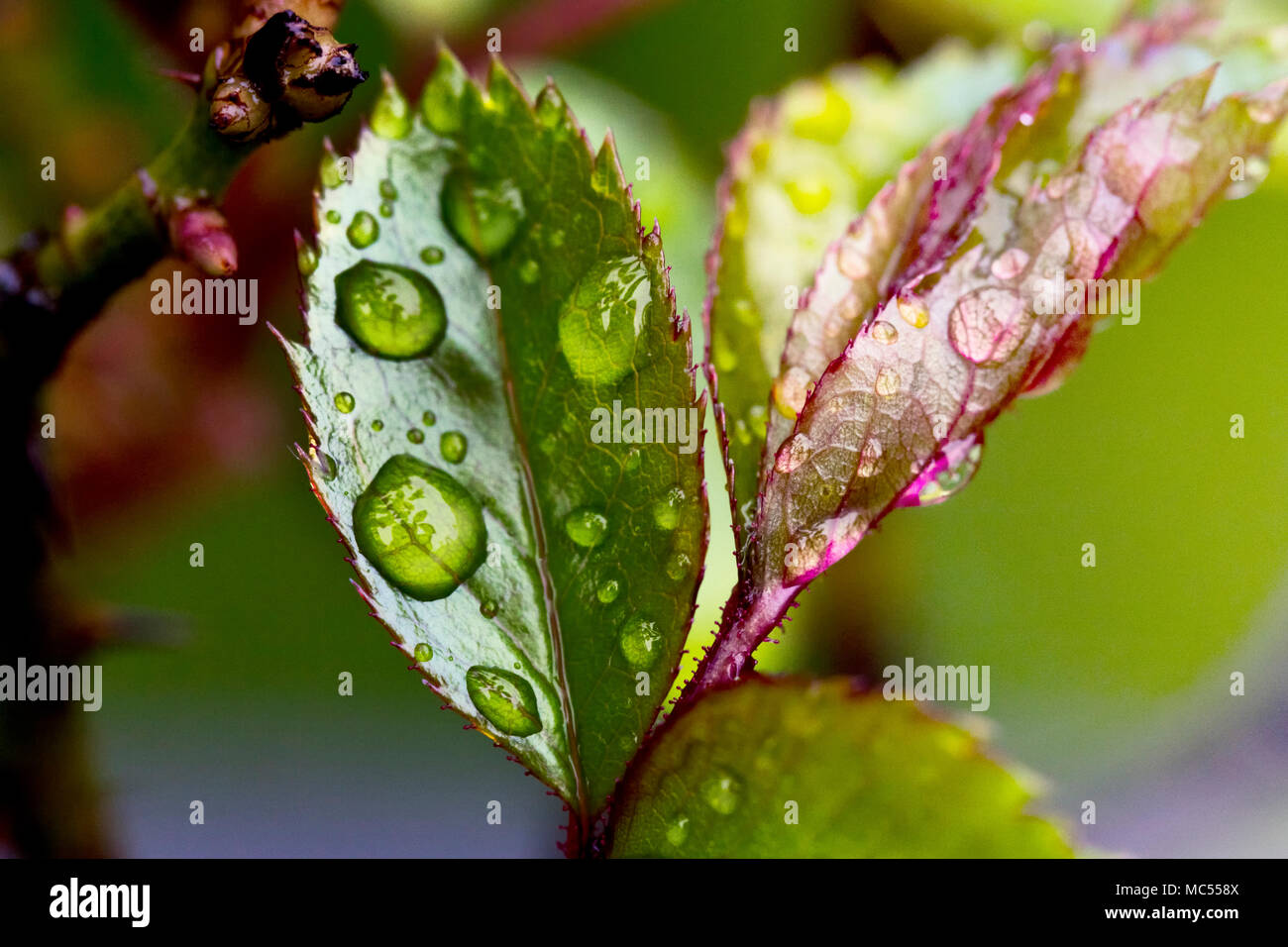 Water droplets on new leaves in Spring Stock Photo - Alamy