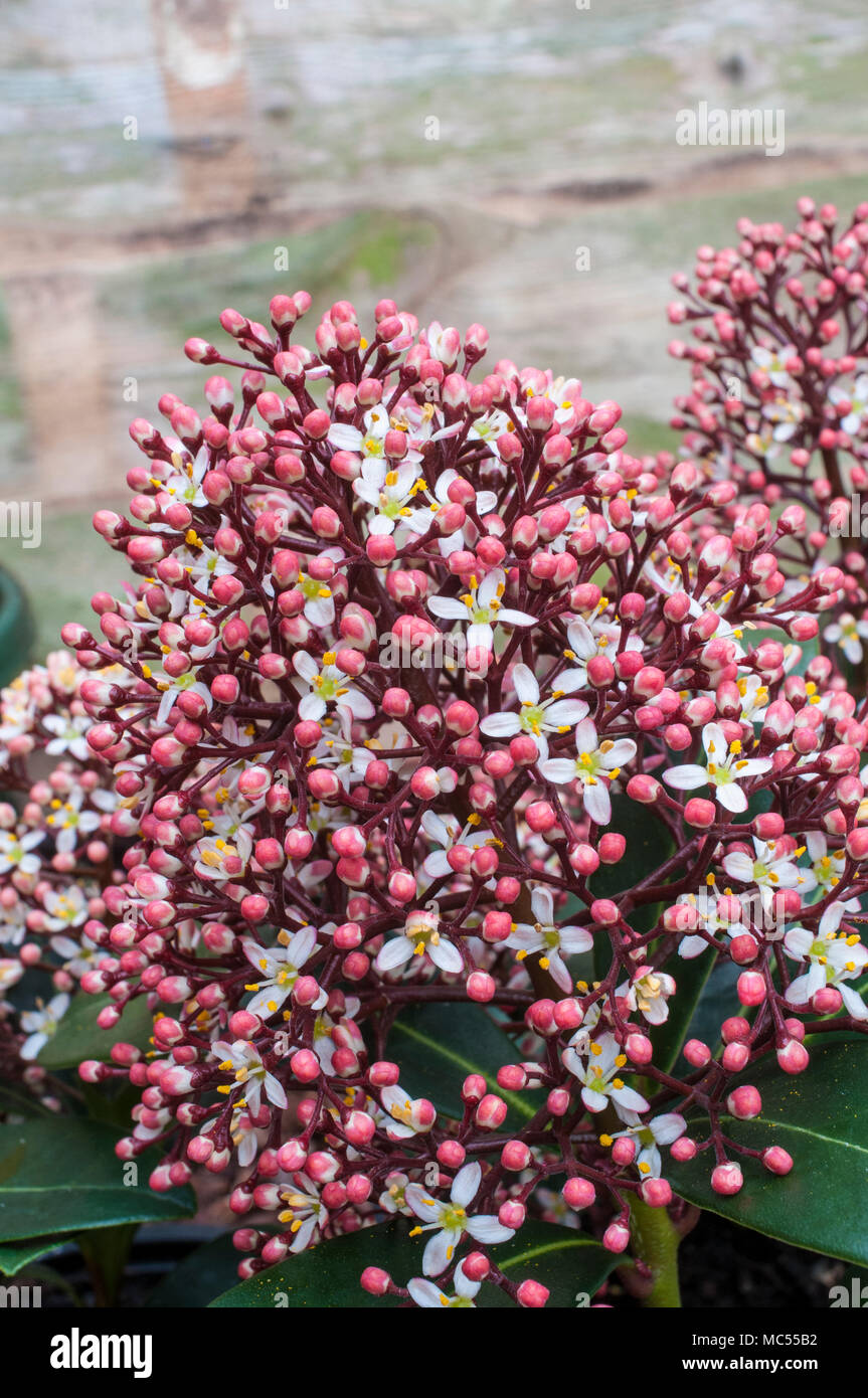 Skimmia japonioca 'Rubella' breaking into flower in Spring Stock Photo ...