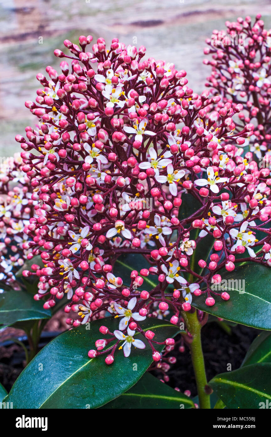 Skimmia flowers in close hi-res stock photography and images - Alamy