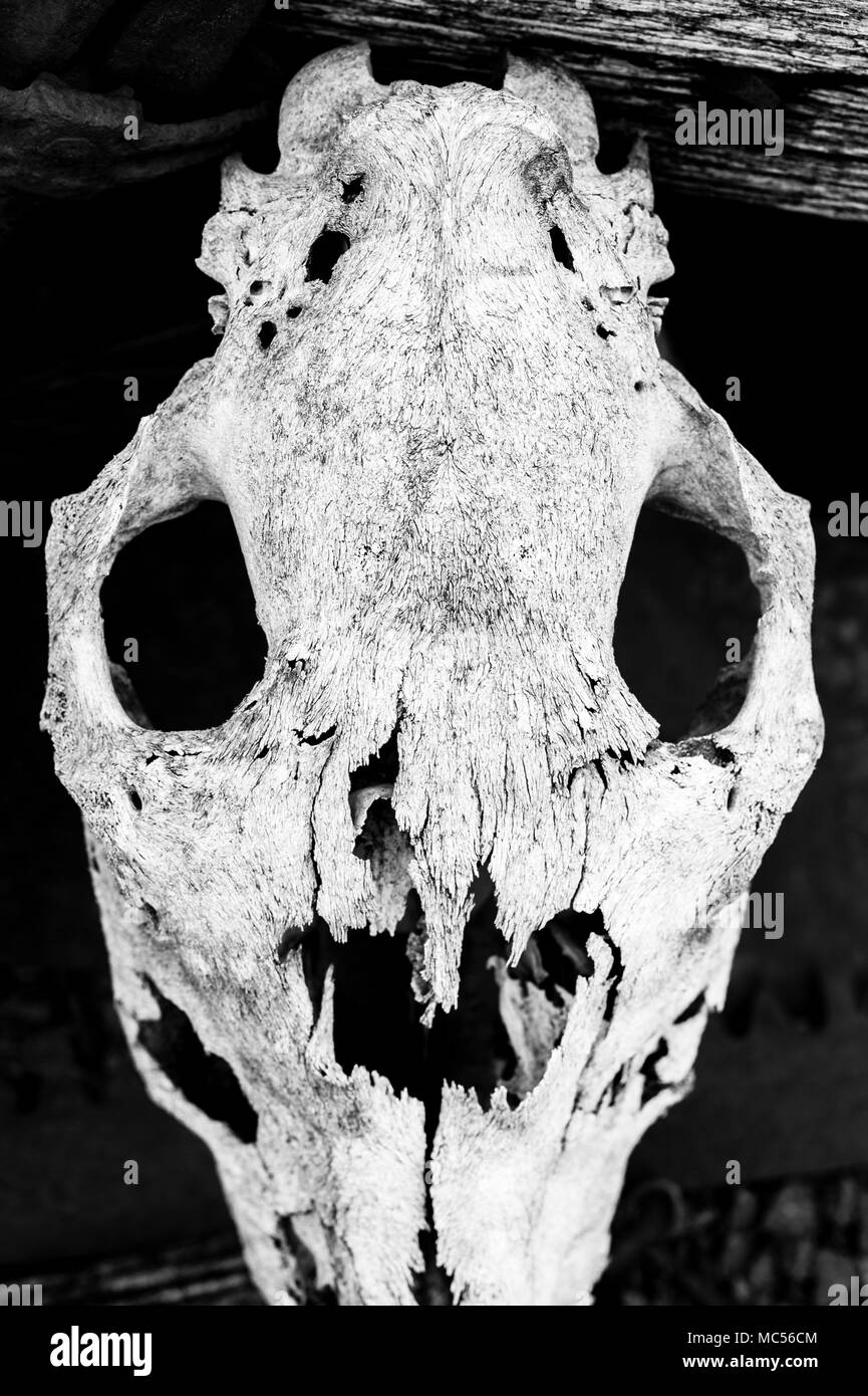 Interesting and unusual Black and White Stock Photos & Images - Alamy