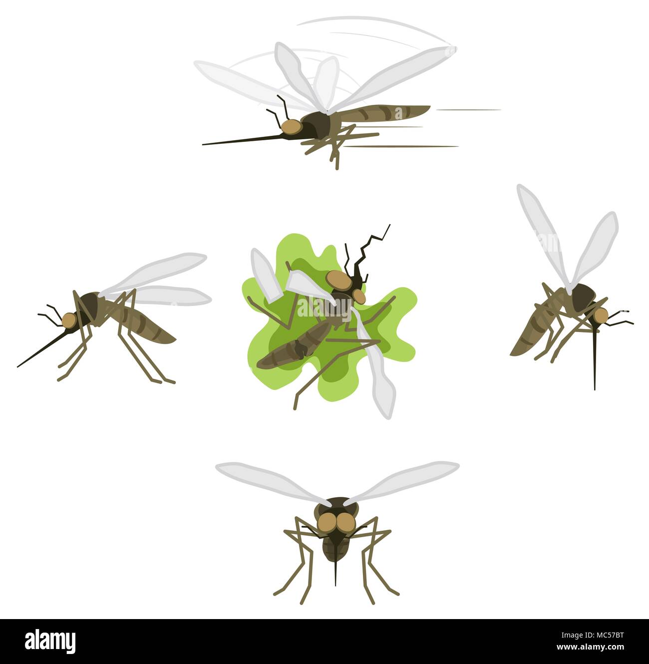 Squashed bug Stock Vector Images - Alamy
