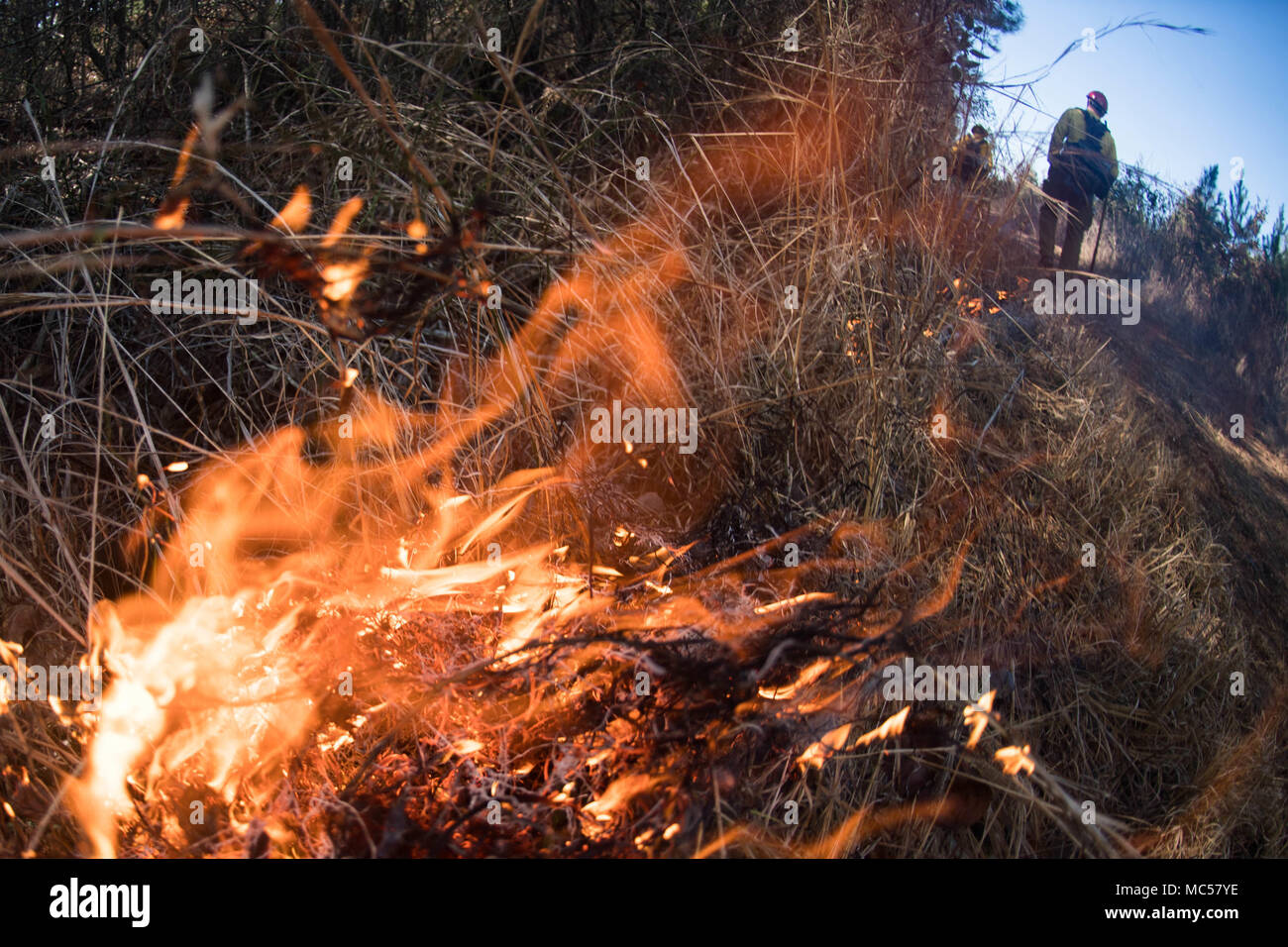 Fire destroys underbrush at Barksdale Air Force Base, La., Jan. 31 ...