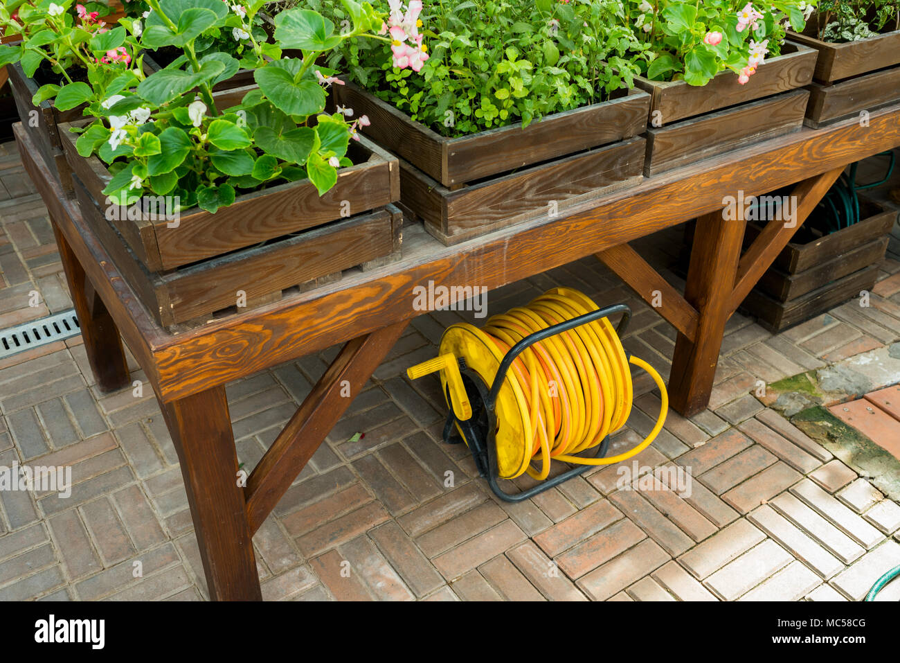 watering hose in a roll under a table in a greenhouse Stock Photo - Alamy