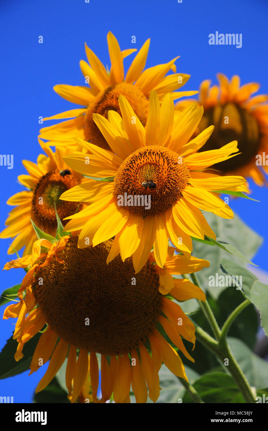 Sunflowers shot from a low angle, a bee can be seen working hard Stock ...