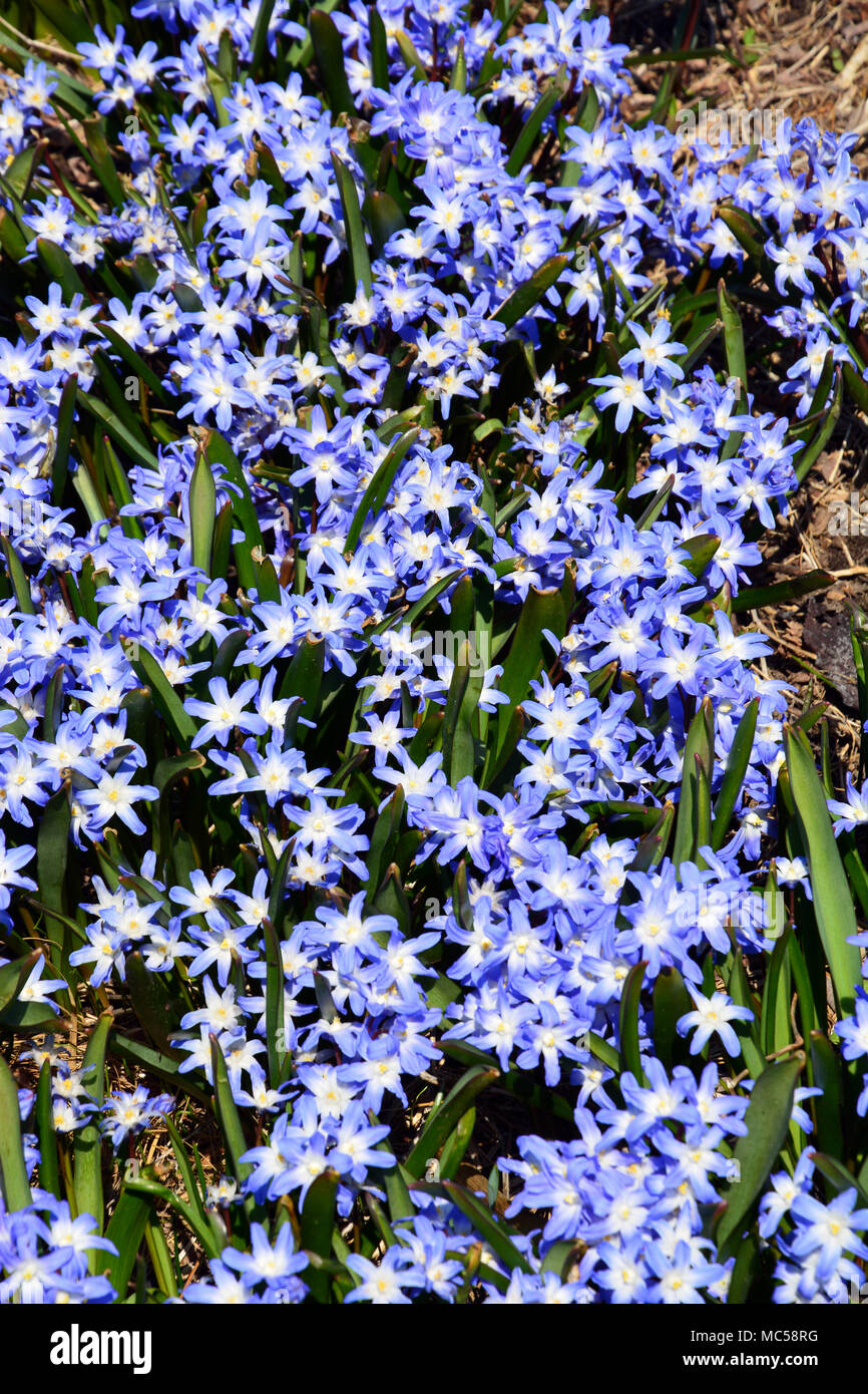 Glory of the Snow spring flowers, also known as Blue Giant, emerge in ...