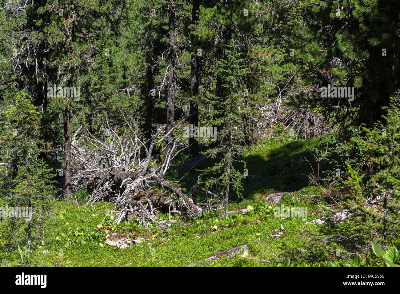 Old dry broken trees lay in coniferous forest. Altai Krai Stock Photo ...