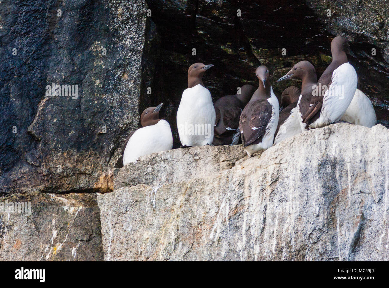 Common Murre (Uria aalge) on rocky ledge in Kenai Fjords National Park ...