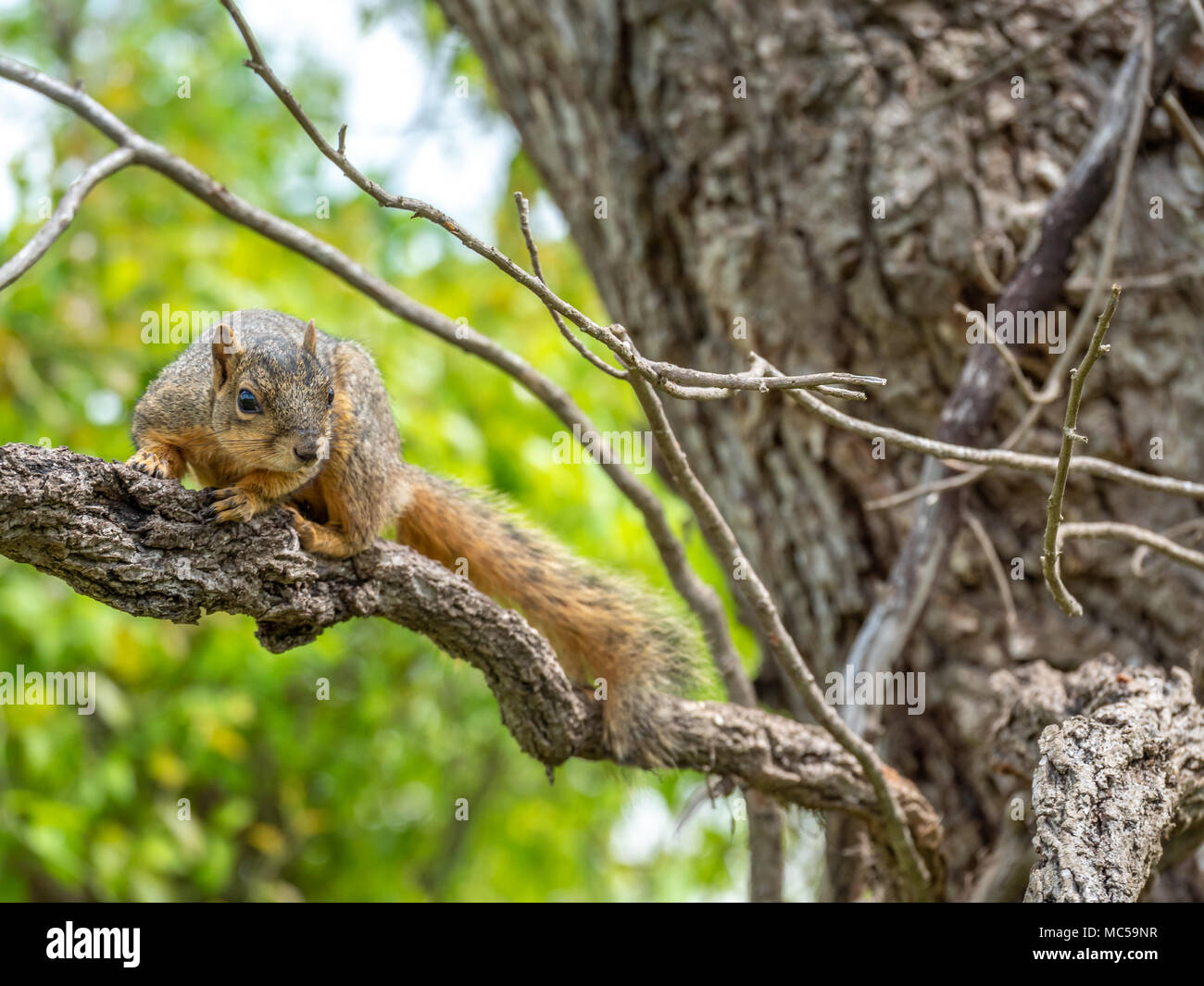 Small Squirrel Low to the Ground on a Small Branch Stock Photo - Alamy