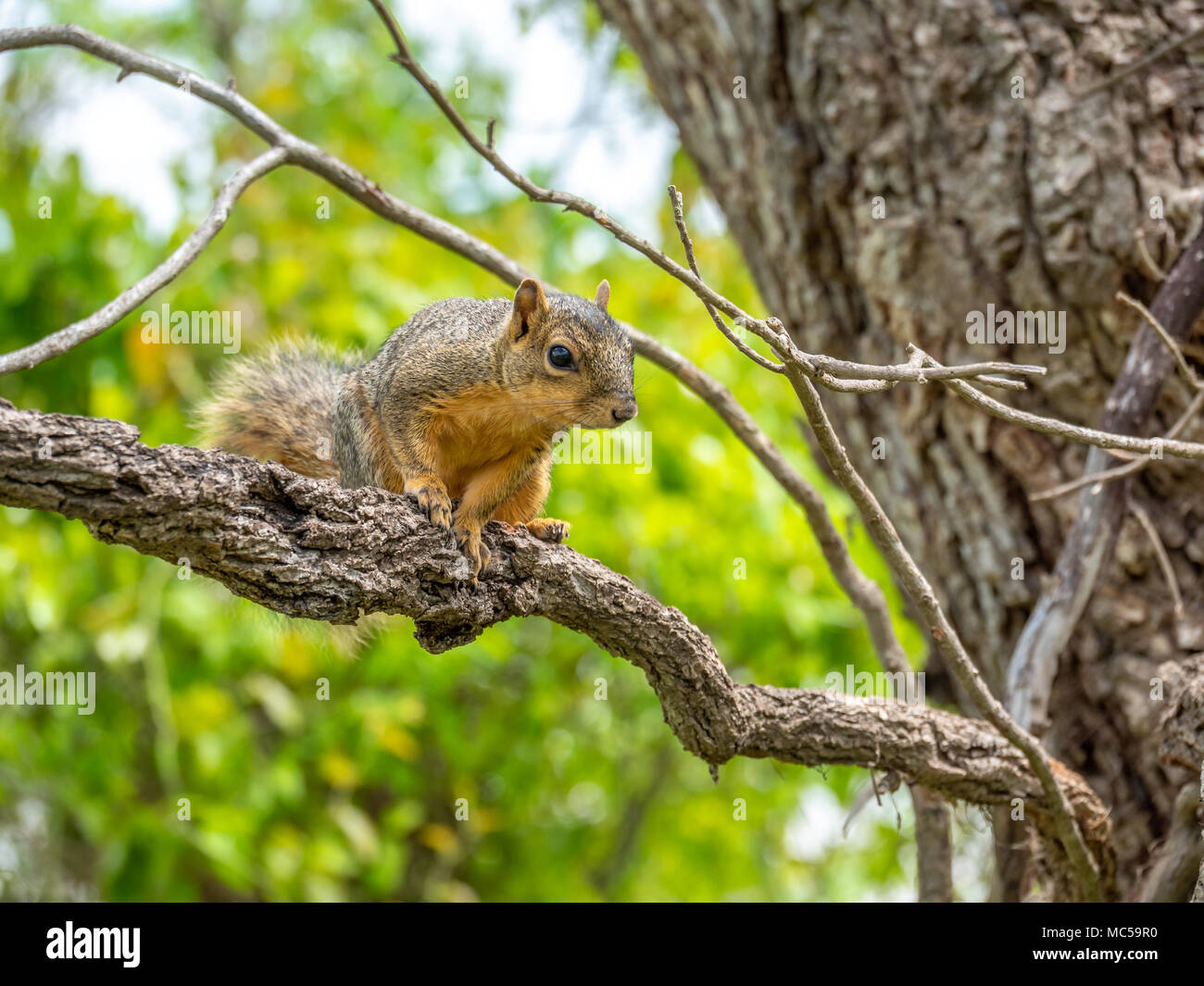 Young brown squirrel searching hi-res stock photography and images - Alamy