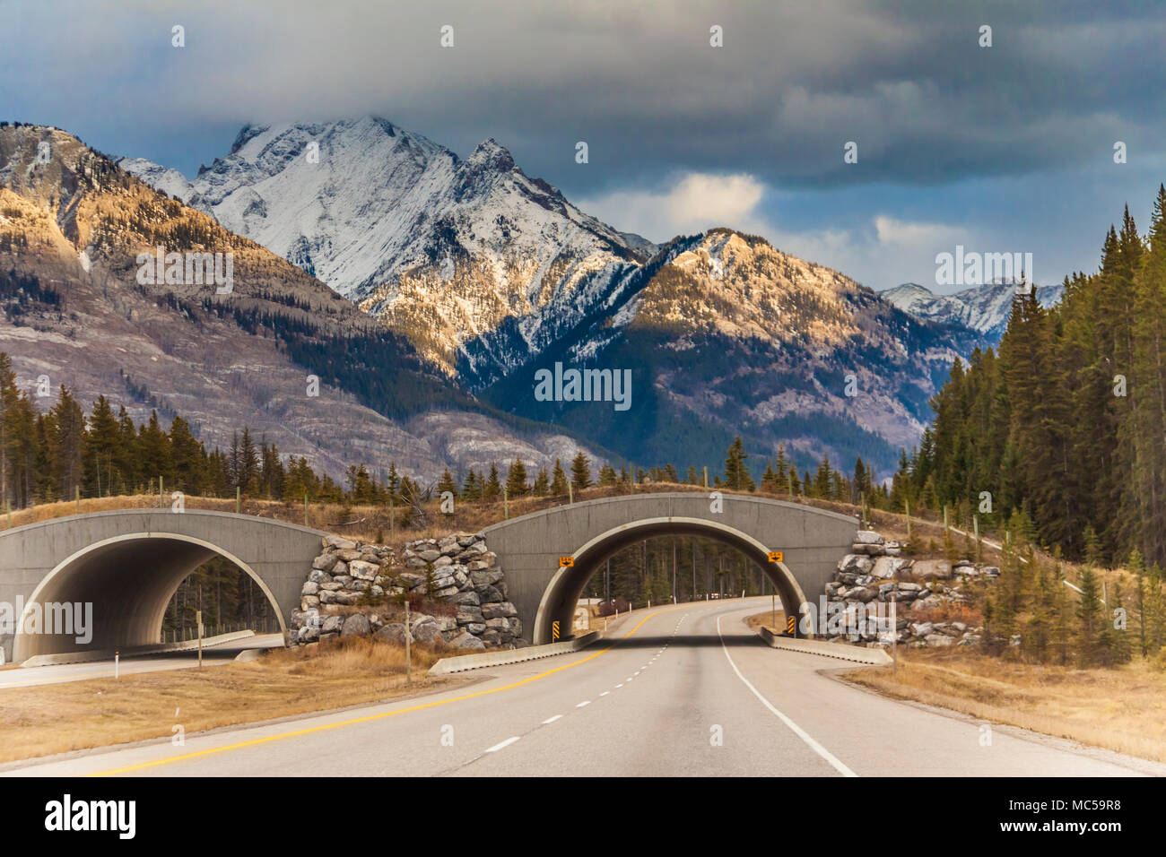 Wildlife overpass on Trans Canada Highway 1 in Banff National Park in ...