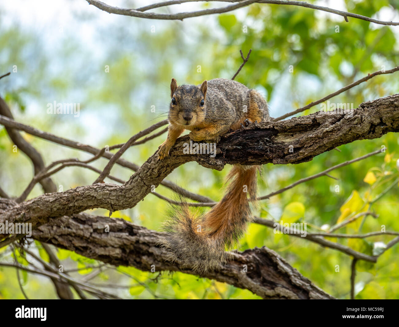 Squirrel Looking Straight at Camera Laying on Bent Left Feet Stock ...