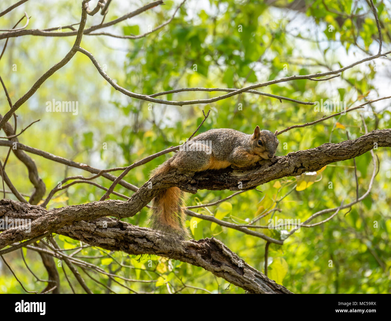 Small Squirrel Laying Down on Small Tree Branch Stock Photo - Alamy