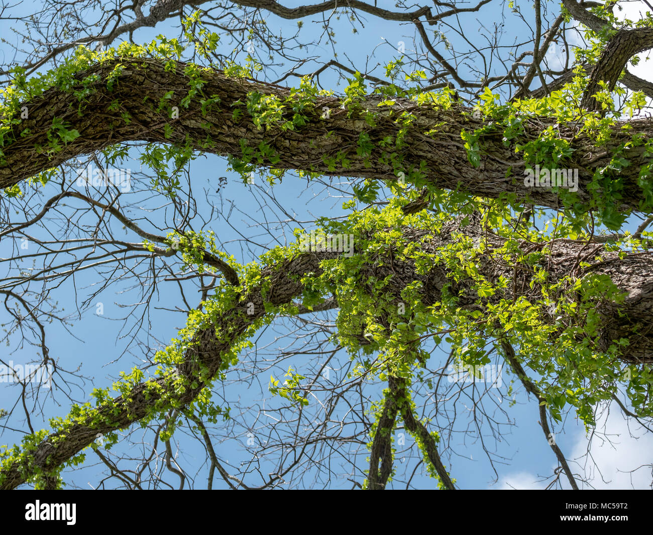 Plant climbing over large hi-res stock photography and images - Alamy