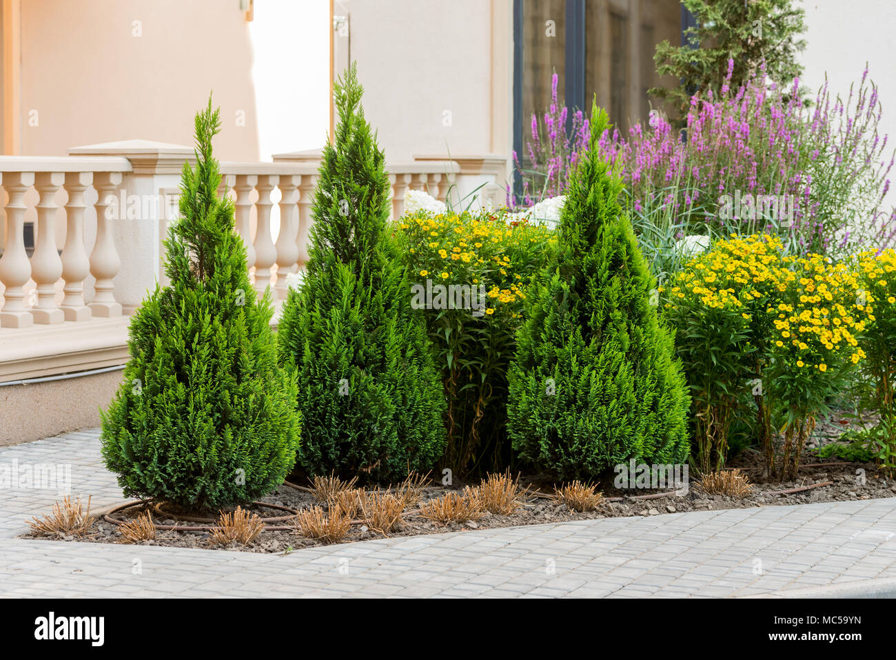 Decorative trees hi-res stock photography and images - Alamy