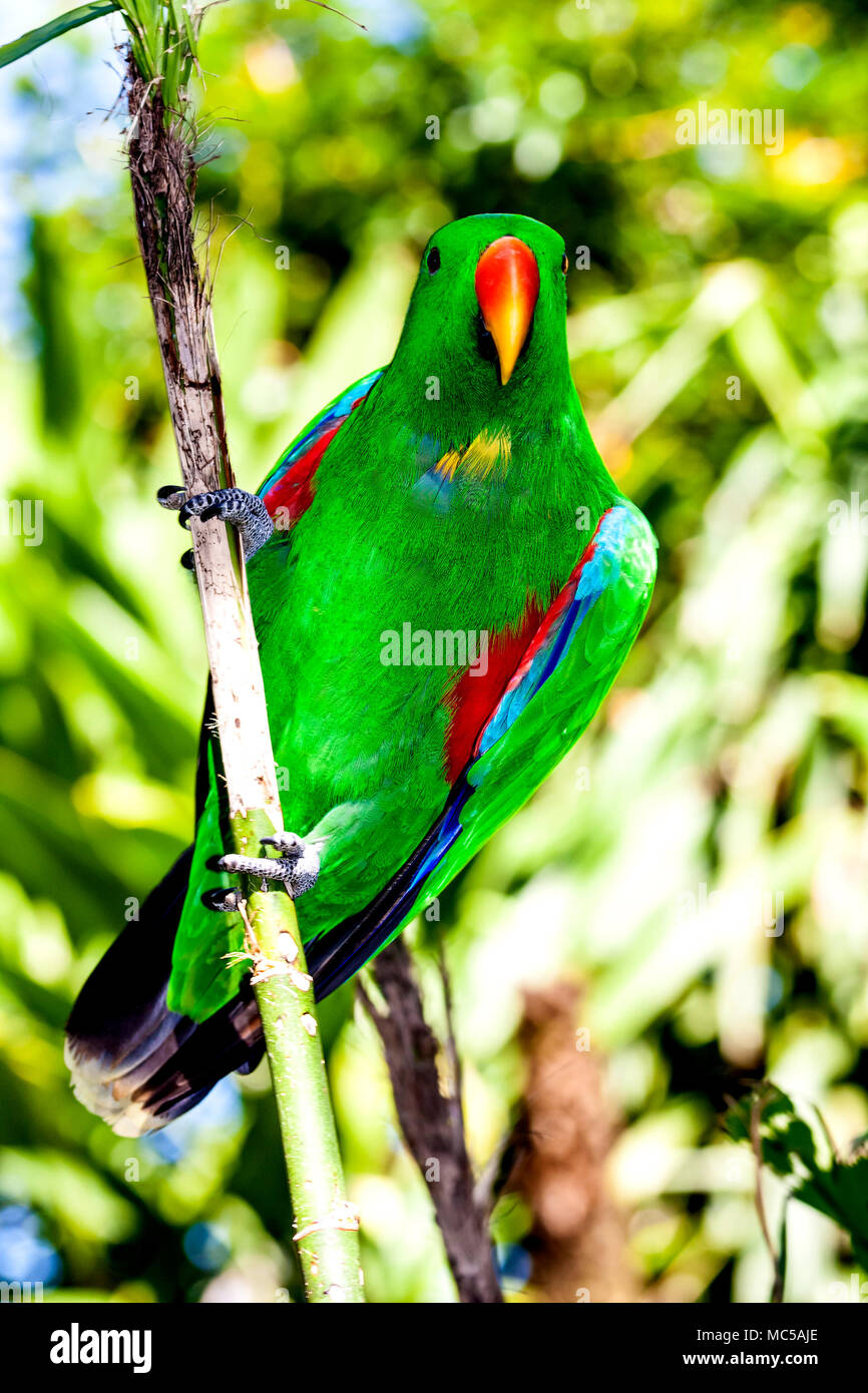 Male Eclectus Parrot (eclectus roratus Stock Photo - Alamy