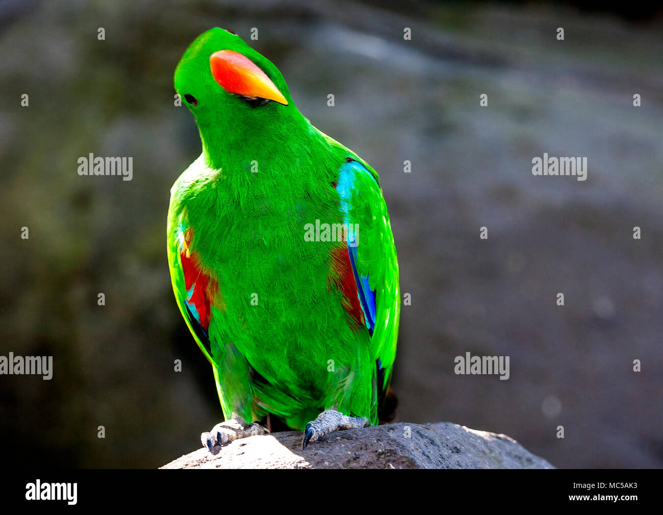 Eclectus parrots hi-res stock photography and images - Alamy