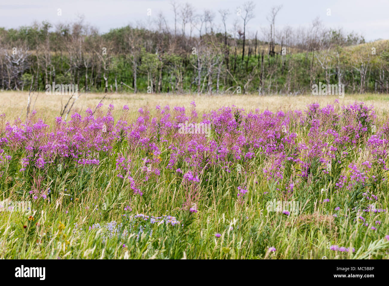 Trees native to alberta hi-res stock photography and images - Alamy