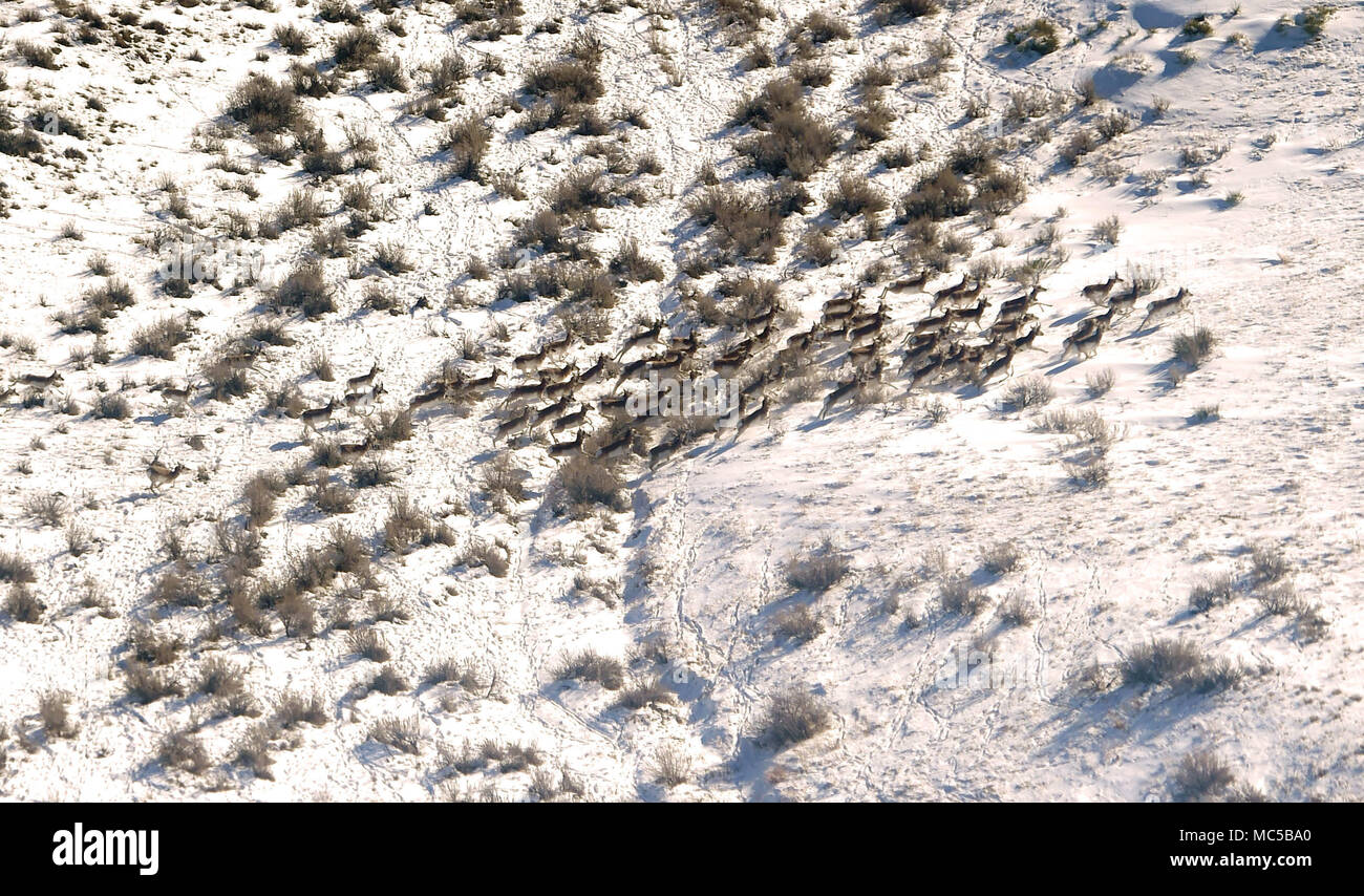A herd of antelope as seen from a Wyoming Army National Guard UH60 ...