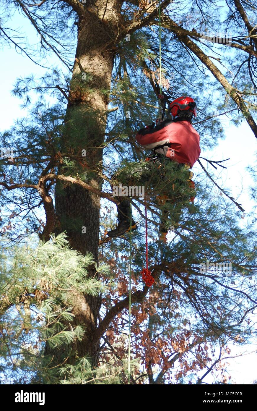 Tree division works hi-res stock photography and images - Alamy