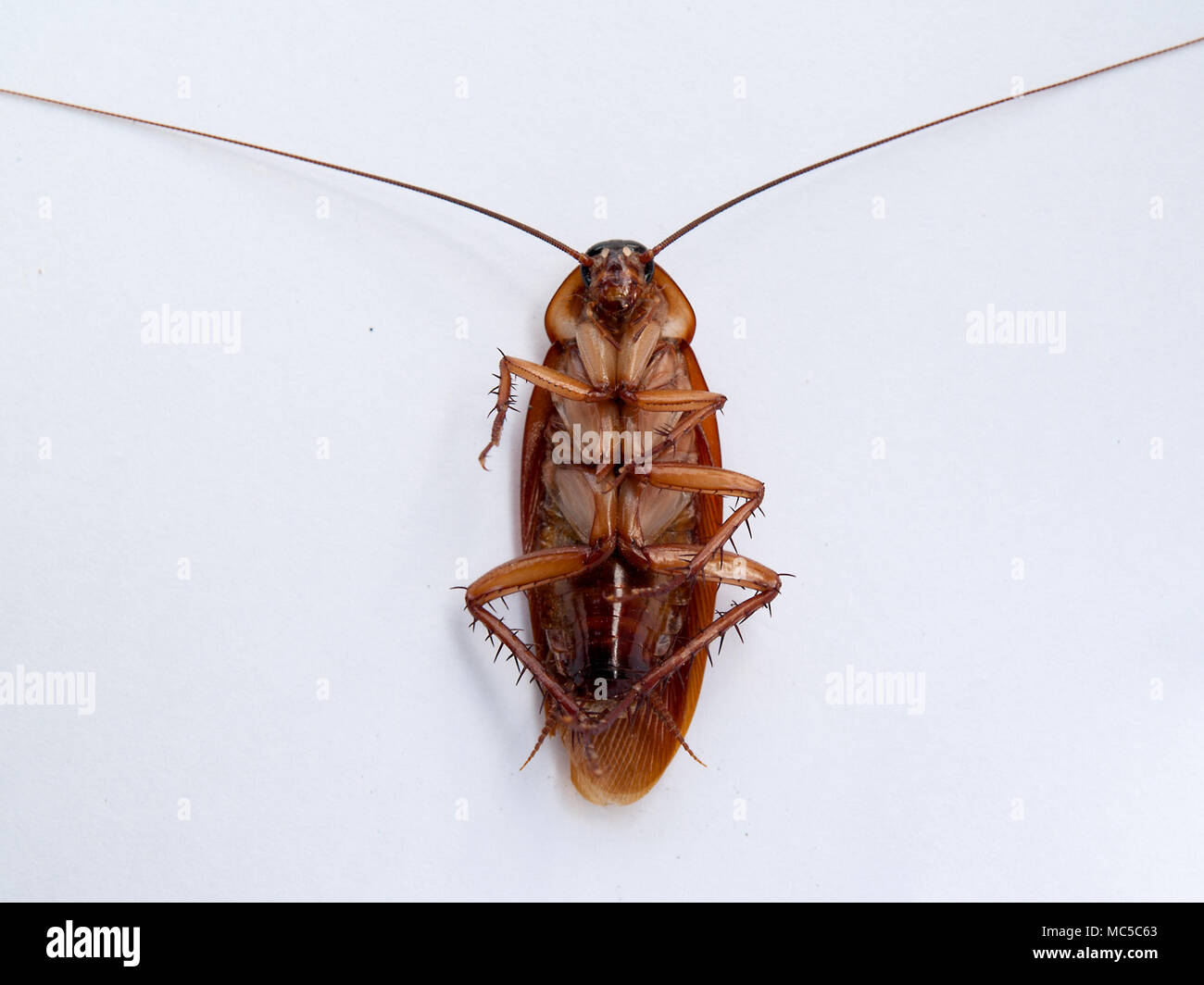 cockroach , An animal-borne disease. And nasty , that can cause serious ...
